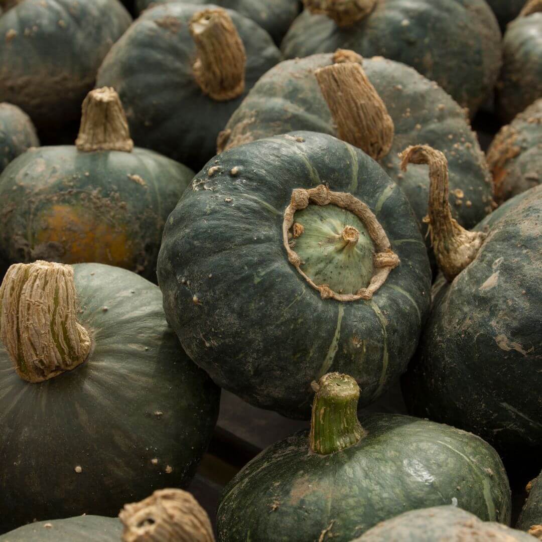 Types Of Squash ( Summer & Winter Squash ) : How To Cook